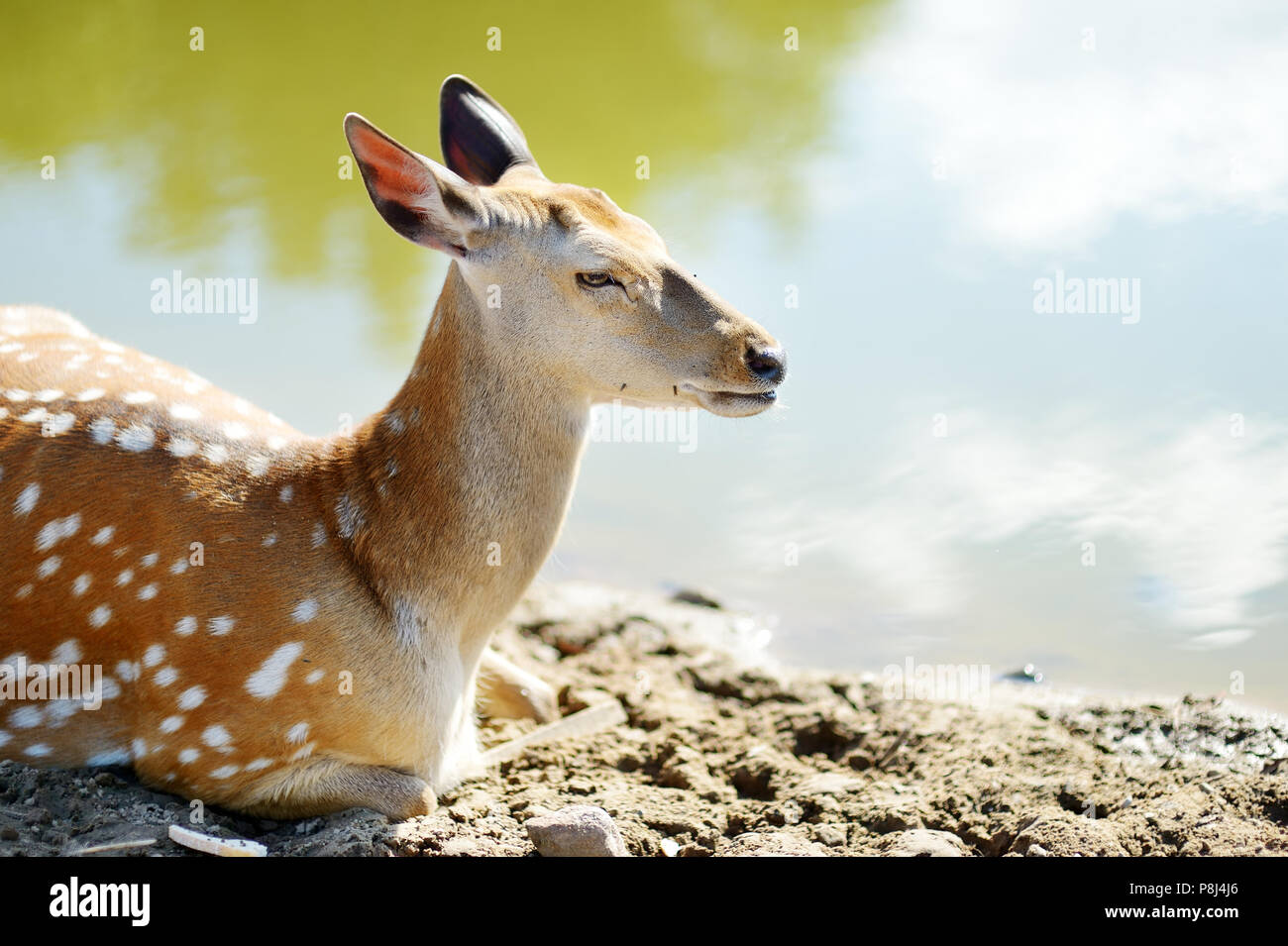 Cute spotted fallow deer at the zoo Stock Photo - Alamy