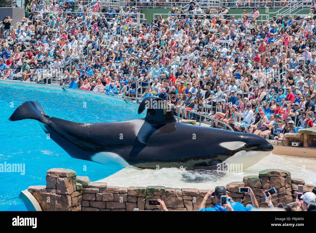 Seaworld Shamu Rocks