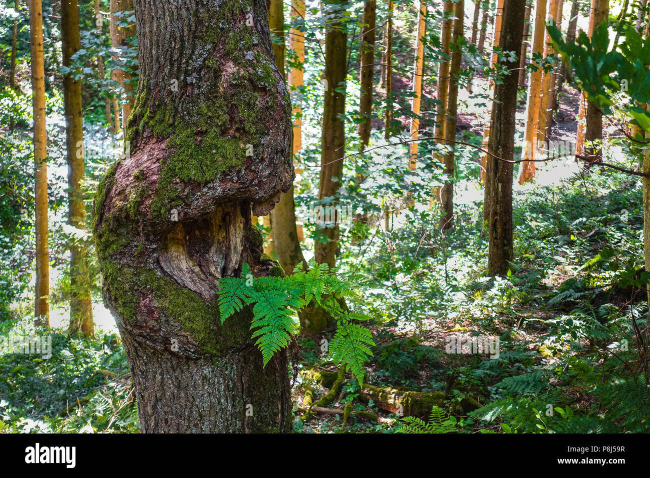 Tree fern wood bark hi-res stock photography and images - Alamy