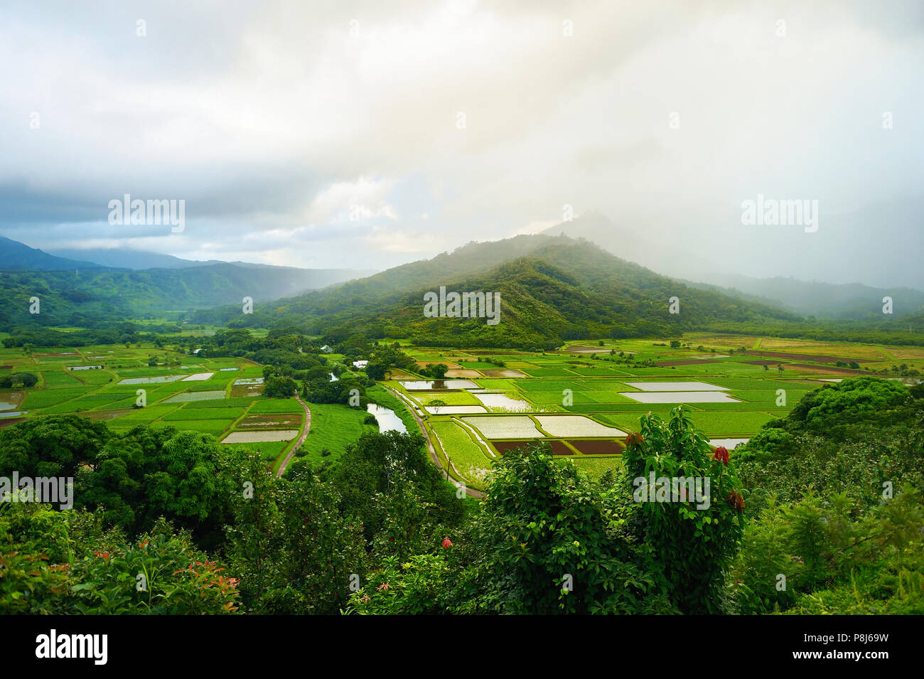 Taro patch hi-res stock photography and images - Alamy