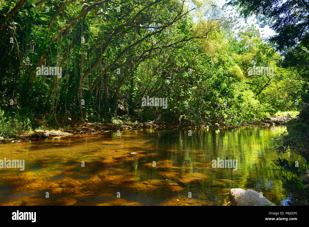 Beautiful tropical river in Waimea Valley park on Oahu island Stock ...