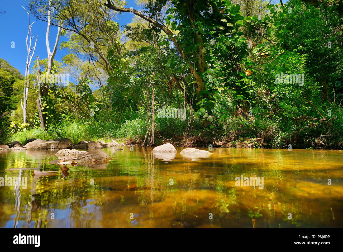 Beautiful tropical river in Waimea Valley park on Oahu island Stock ...