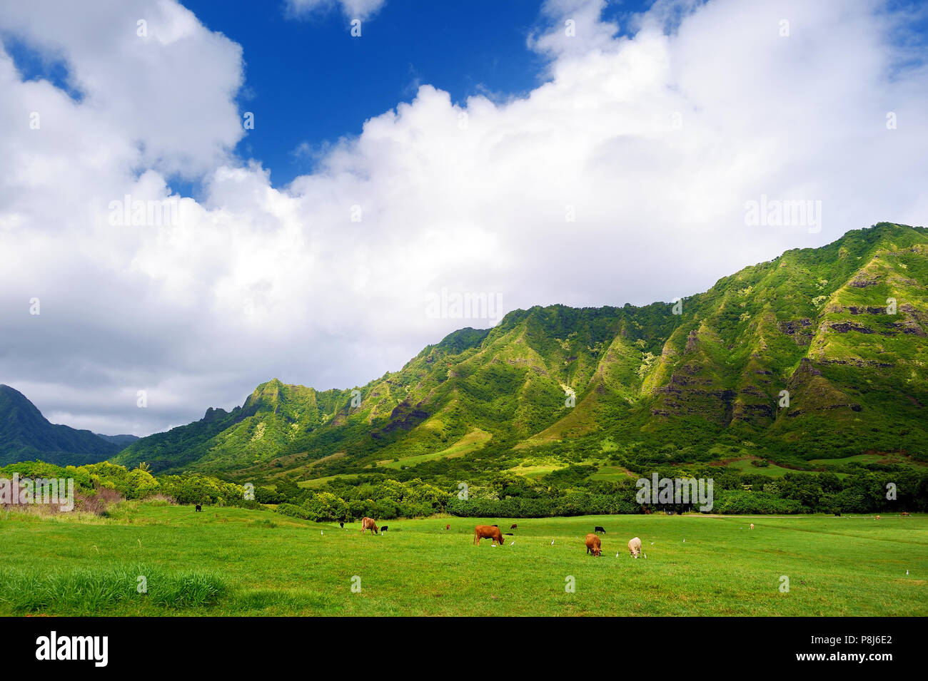 Cliffs and cows of Kualoa Ranch, Oahu, Hawaii Stock Photo - Alamy