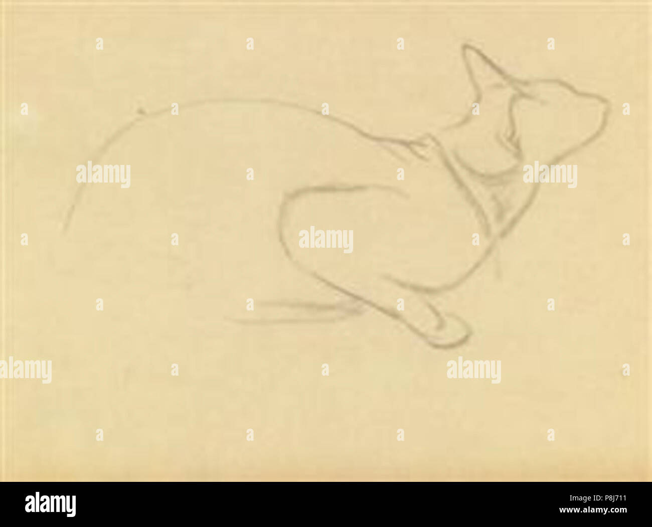 Detailed feline study hi-res stock photography and images - Alamy