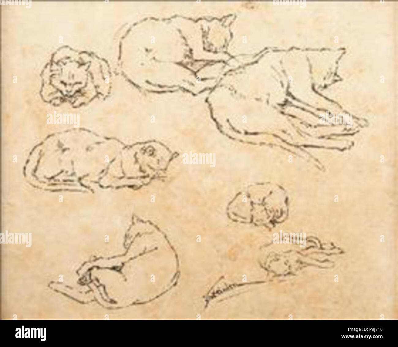 Study of cats hi-res stock photography and images - Alamy