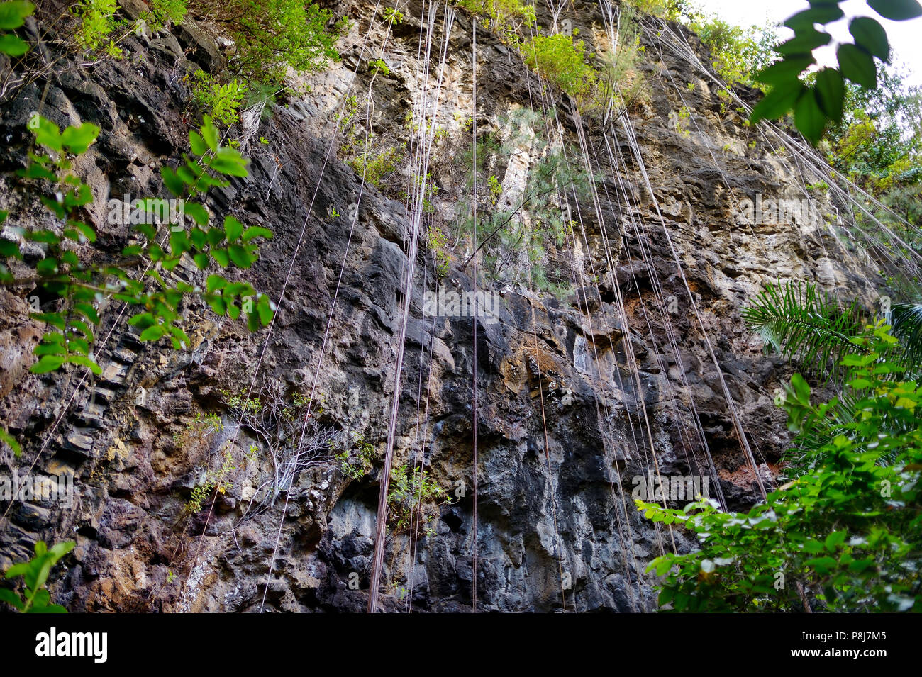 Tropical tree roots hanging over rocks Stock Photo - Alamy