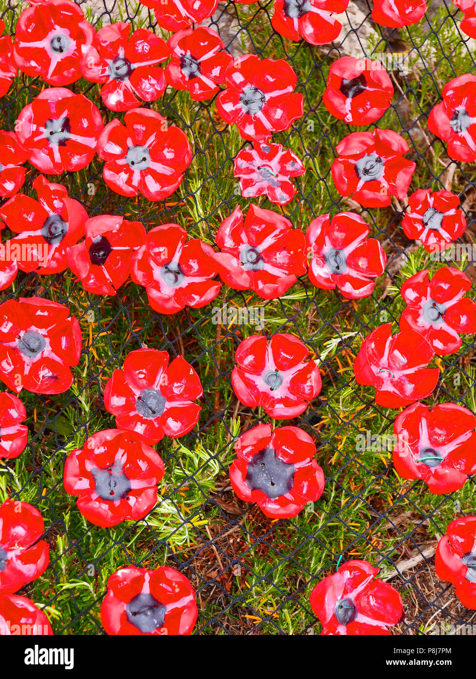 Remembrance poppies made from recycled plastic drinks bottles attached ...