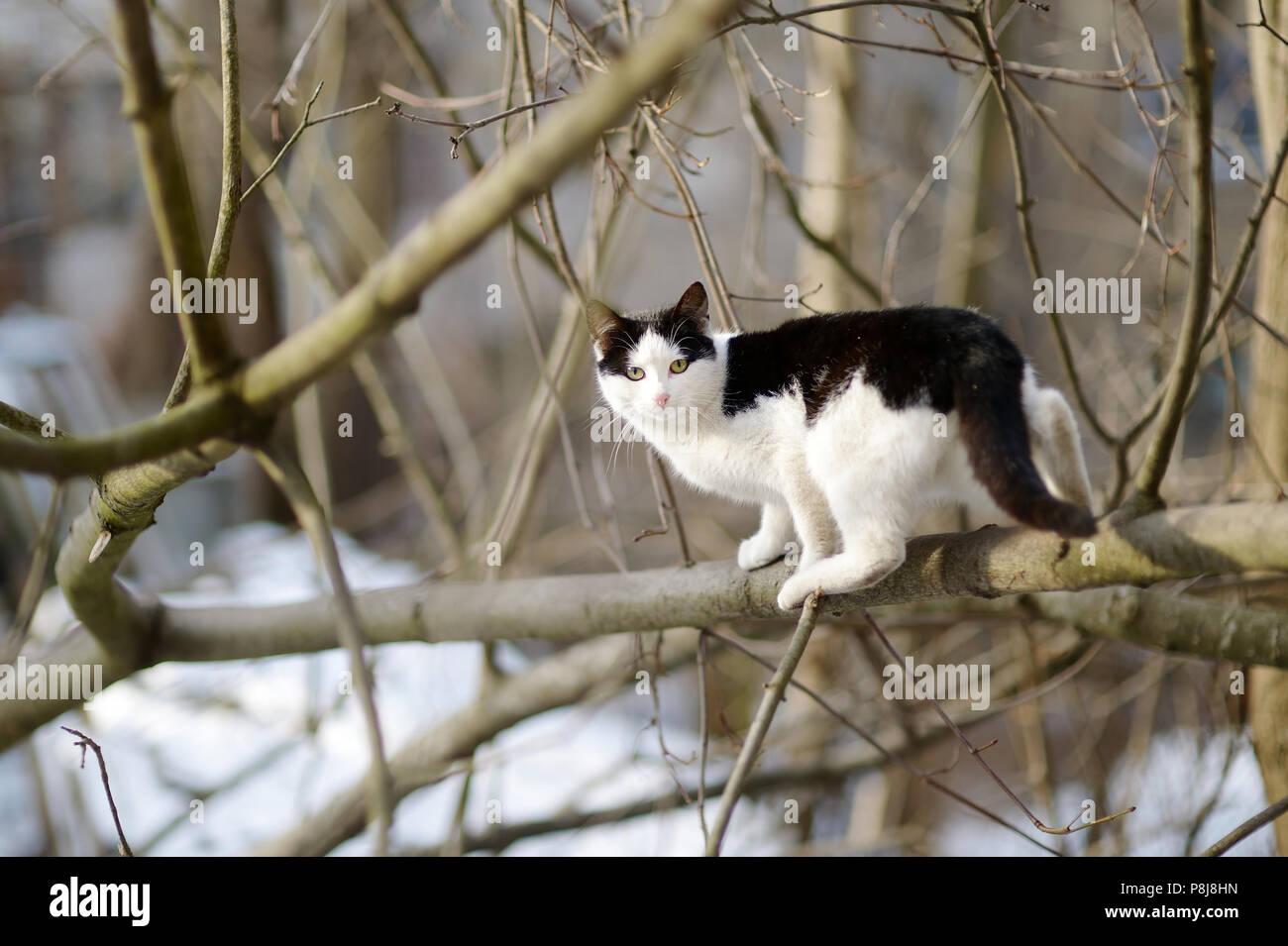 Waiting for spring hi-res stock photography and images - Alamy