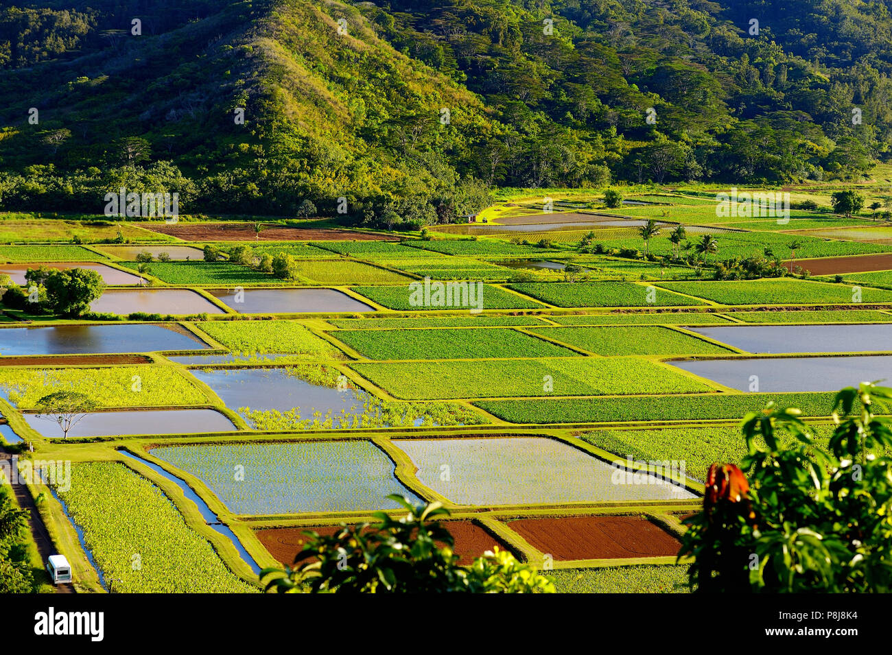 Taro fields in beautiful Hanalei Valley on Kauai island, Hawaii Stock ...