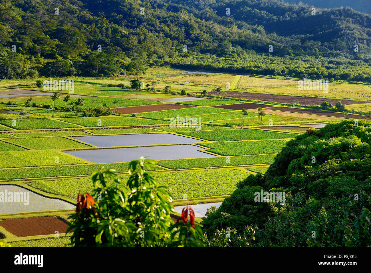 Taro fields in beautiful Hanalei Valley on Kauai island, Hawaii Stock ...