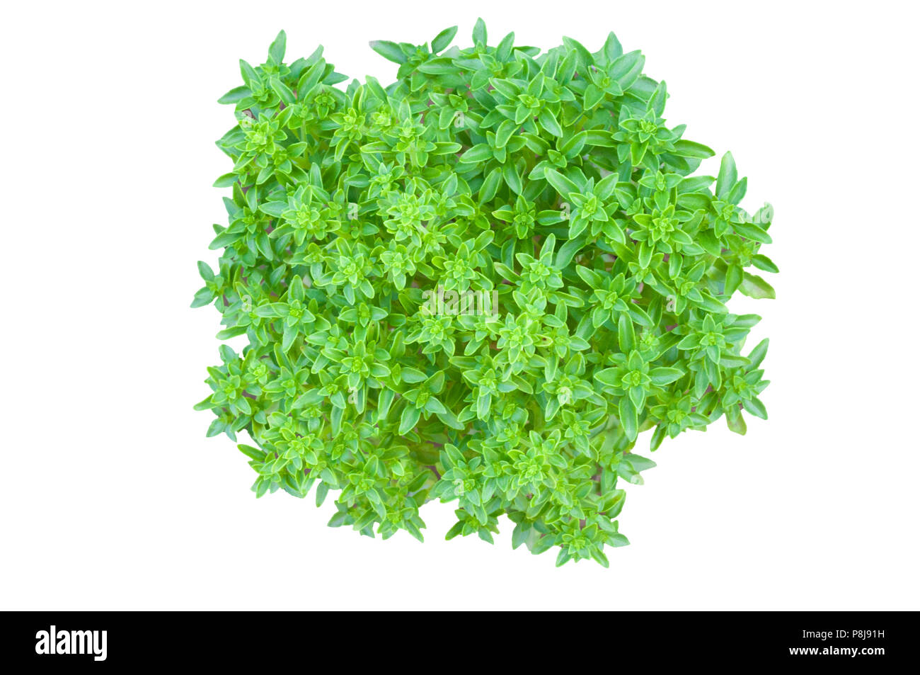 Greek basil hi-res stock photography and images - Alamy