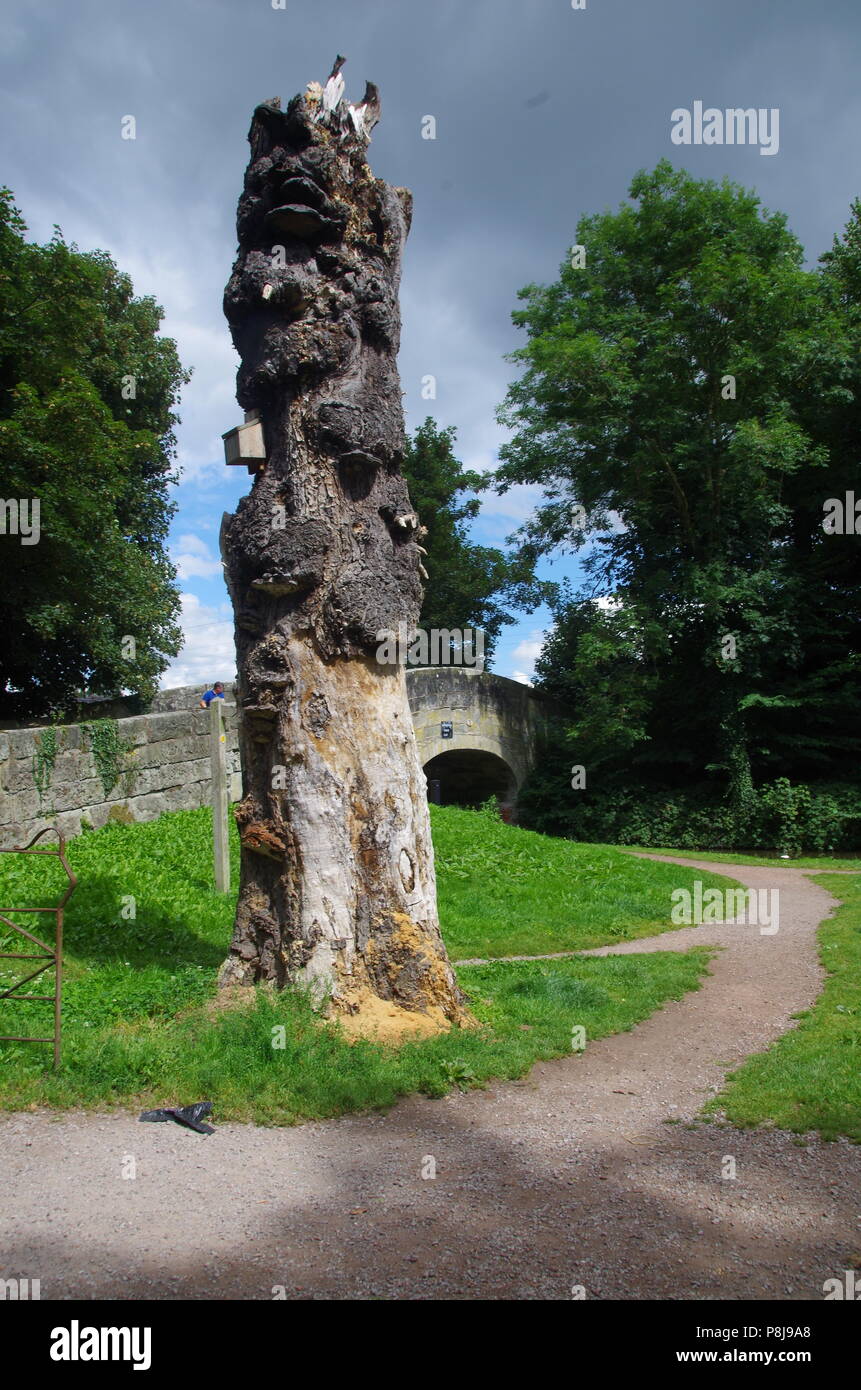 Tree by Essex Bridge Great Haywood. Cross Britain Way. John o' groats ...
