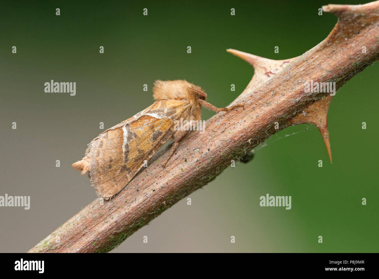 Orange Swift (Triodia sylvina Stock Photo - Alamy