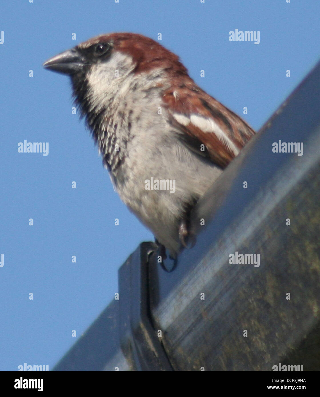 Moineau High Resolution Stock Photography and Images - Alamy