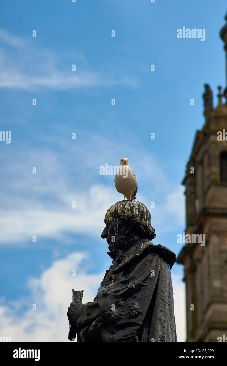 Common gull (Larus canus) commonly called seagull, leaving droppings on ...