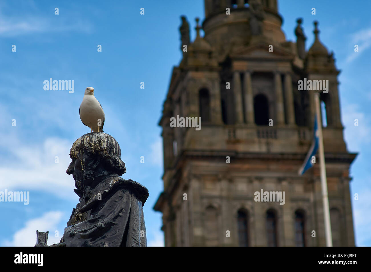 Common gull (Larus canus) commonly called seagull, leaving droppings on ...