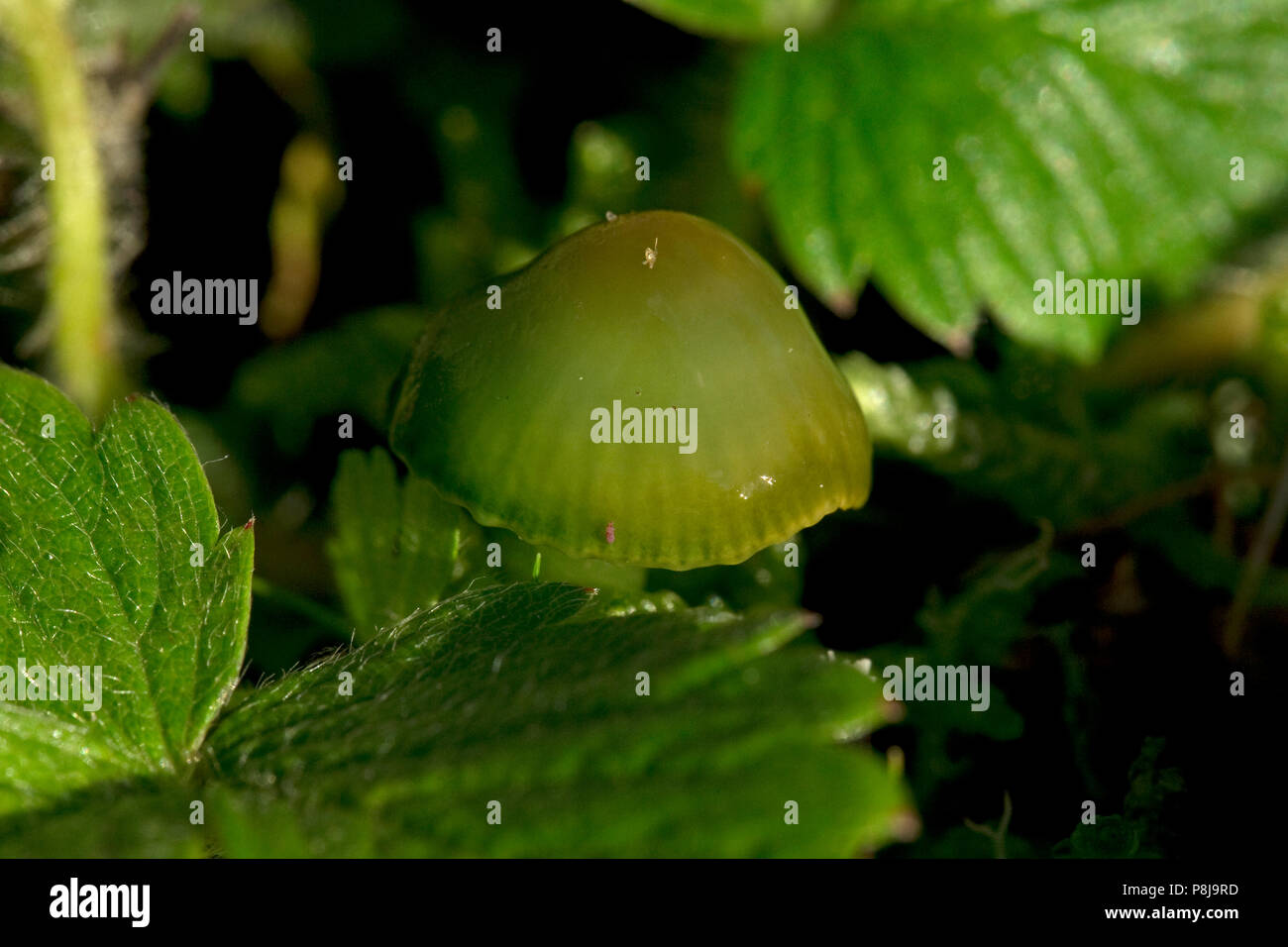 Parrot waxcaps hi-res stock photography and images - Alamy