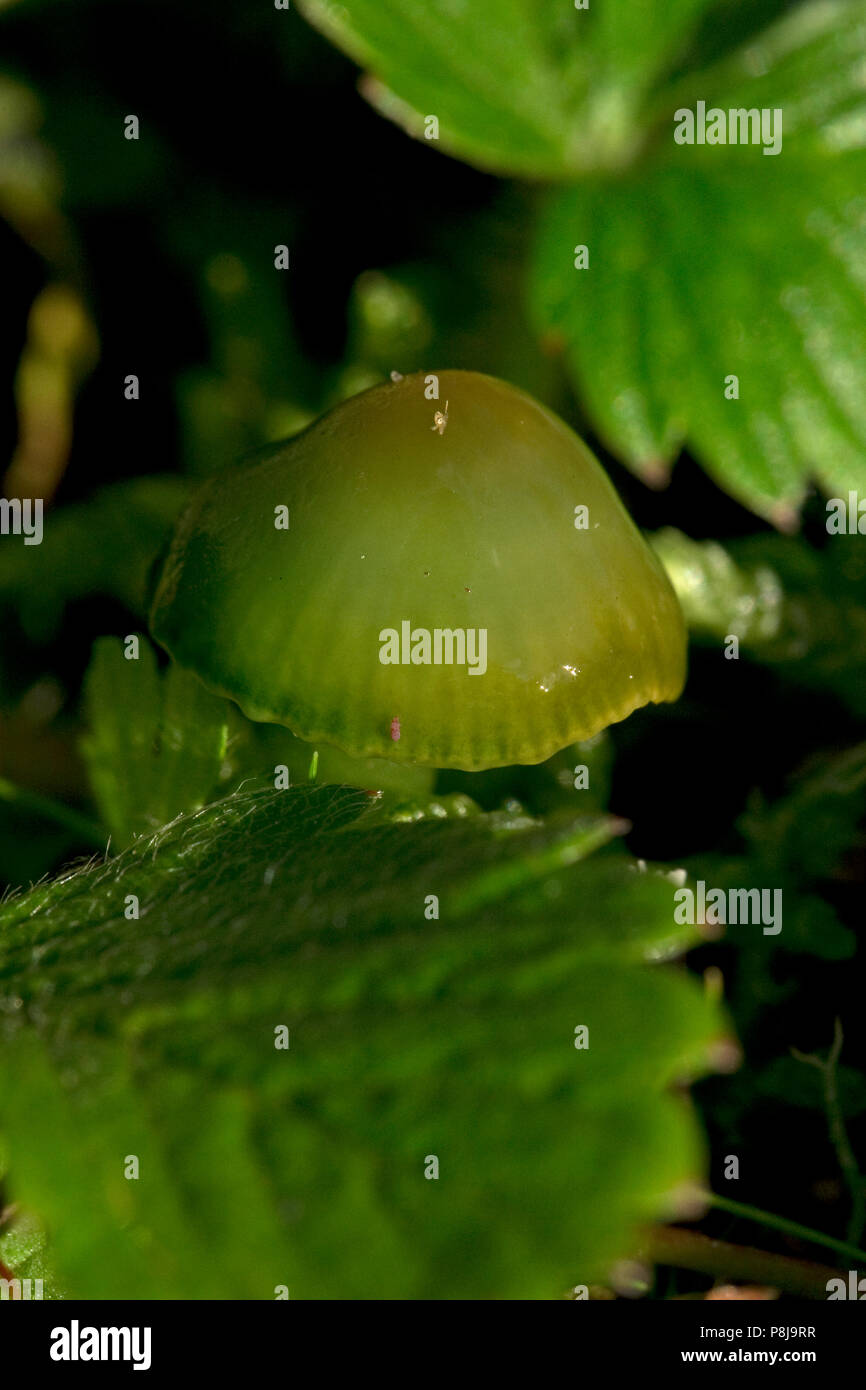 Parrot waxcaps hi-res stock photography and images - Alamy