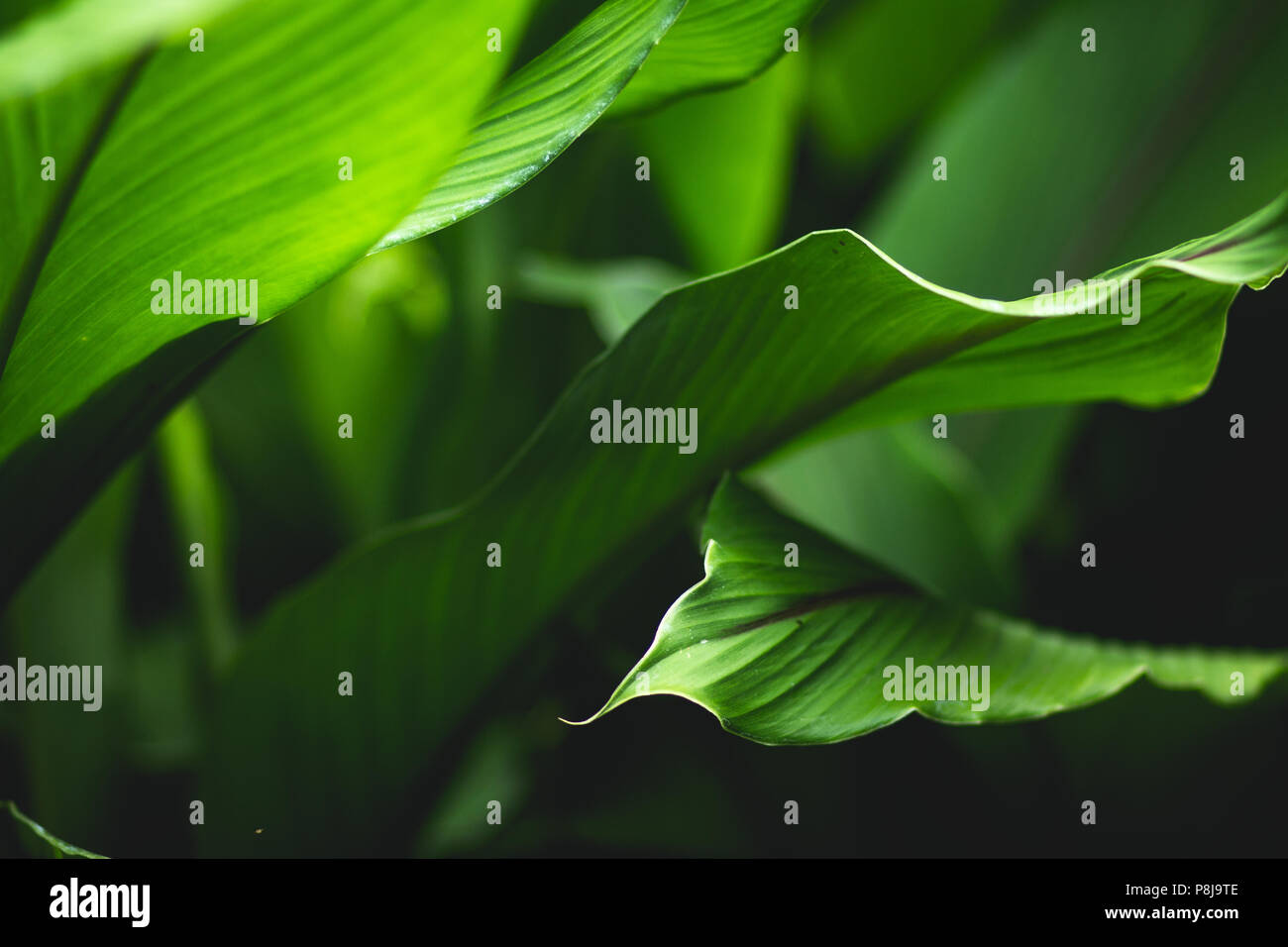 abstract Green leaf closeup background Stock Photo - Alamy