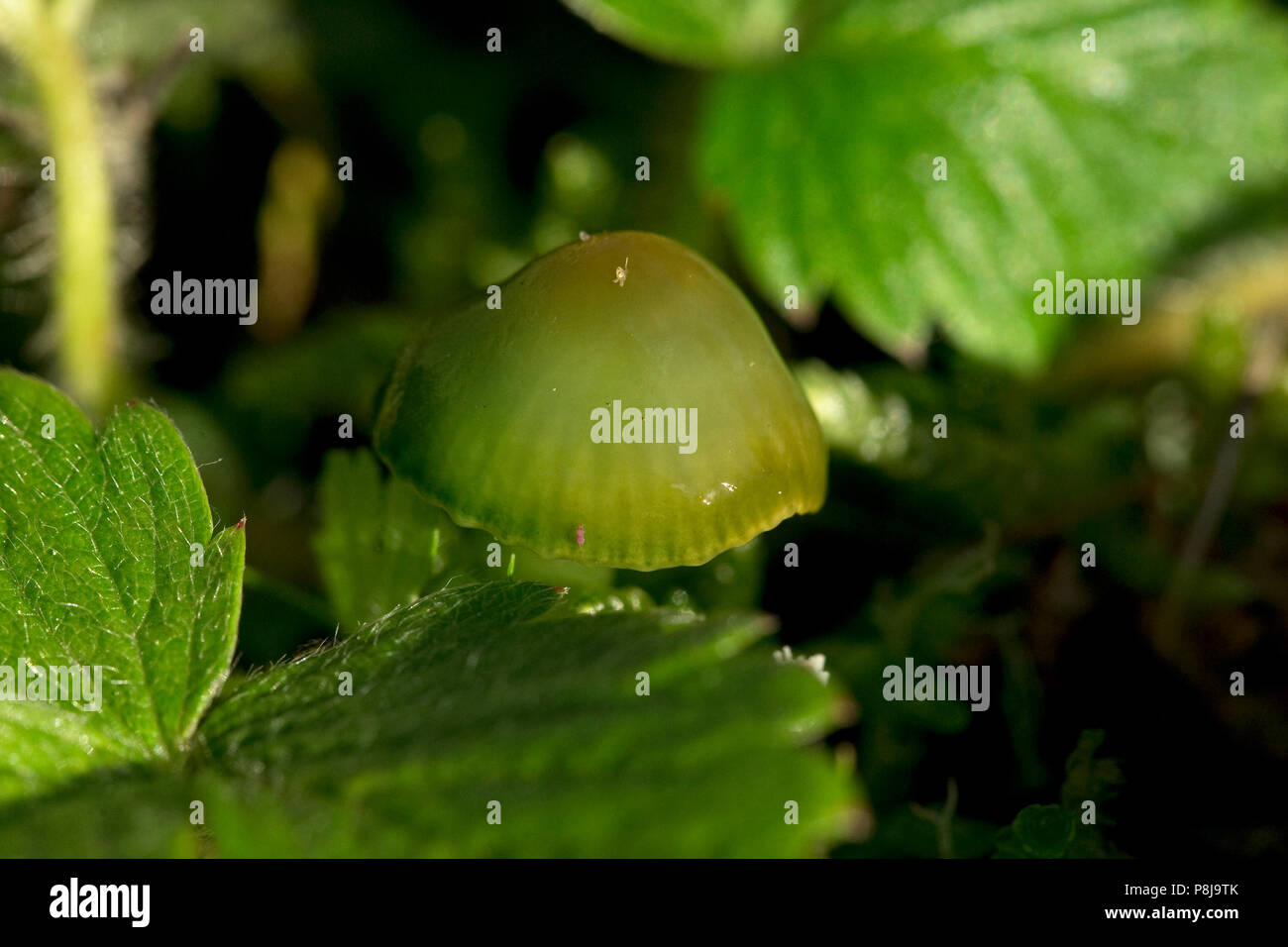 Parrot waxcaps hi-res stock photography and images - Alamy