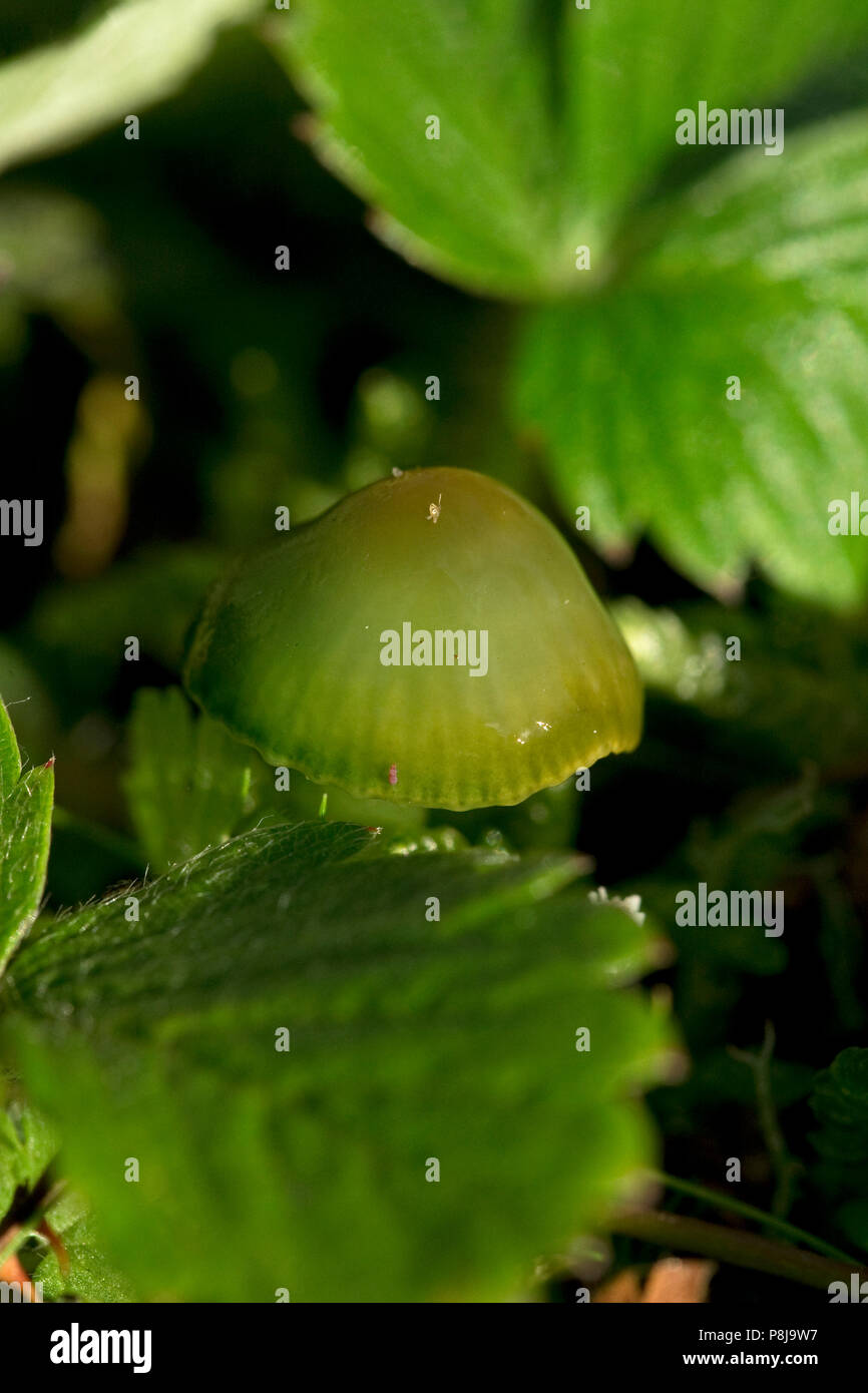 Parrot waxcaps hi-res stock photography and images - Alamy