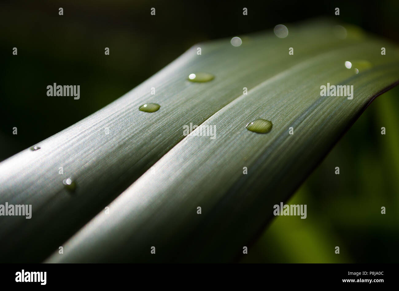 Several drops of water on flax leaves with a soft green background ...