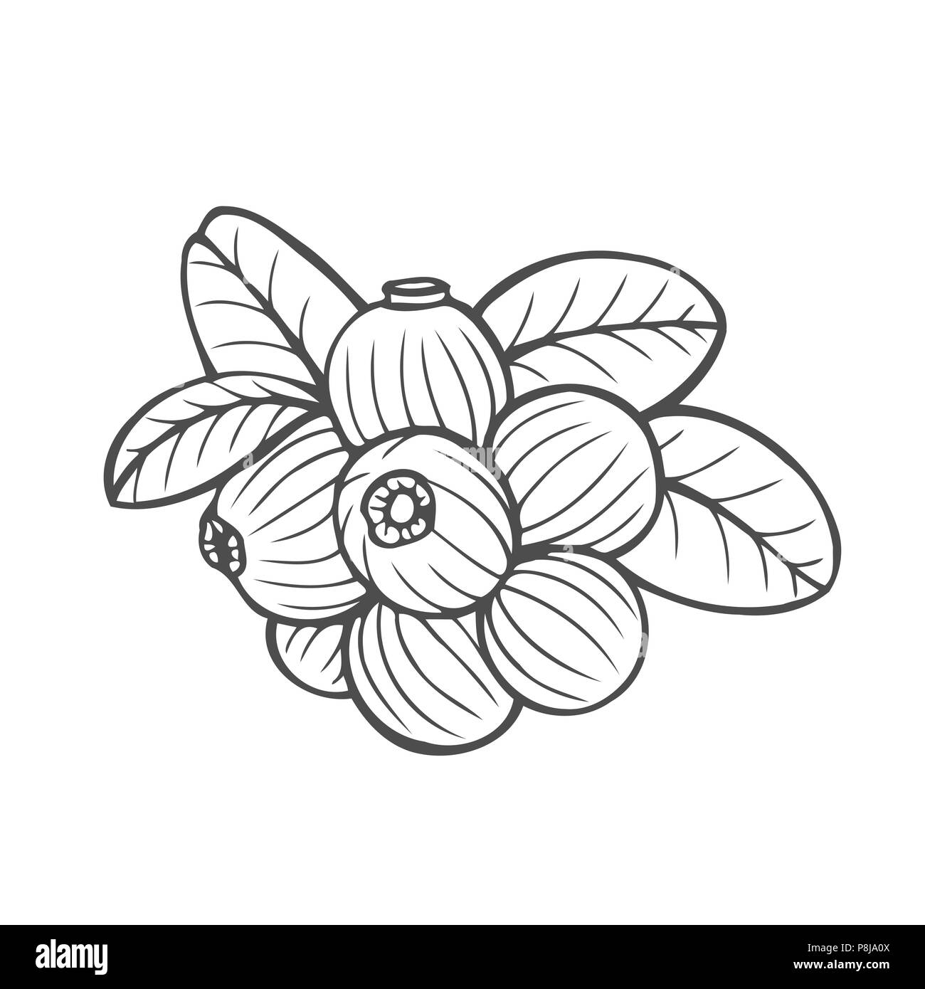 Bilberry - vector Hand drawn sketch illustration isolayed on white ...