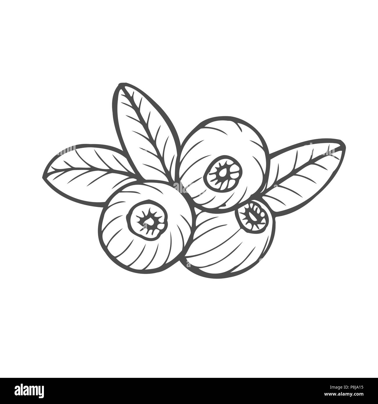 Bilberry - vector Hand drawn sketch illustration isolayed on white ...