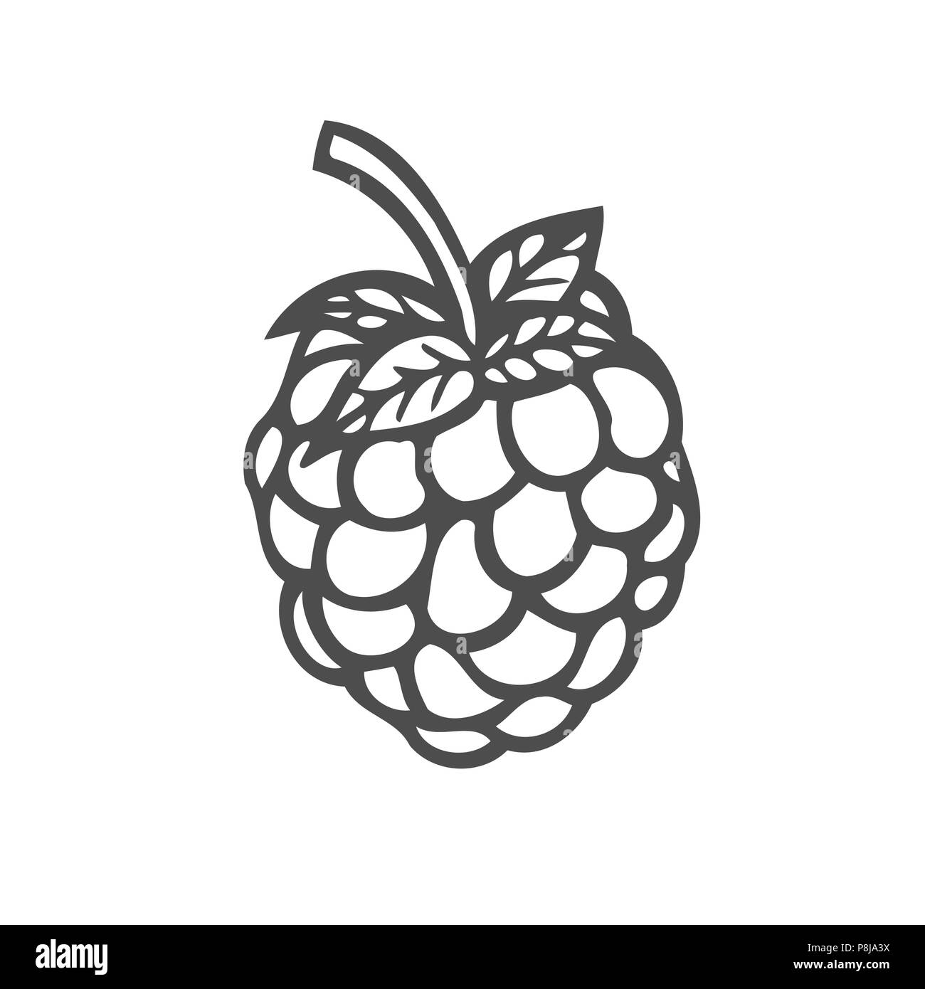 Raspberry fruit. Superfood organic berry. Hand drawn vector sketch ...