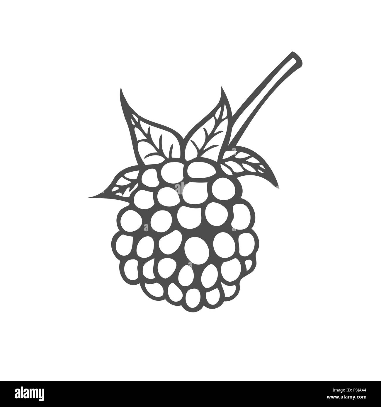 Raspberry fruit. Superfood organic berry. Hand drawn vector sketch ...