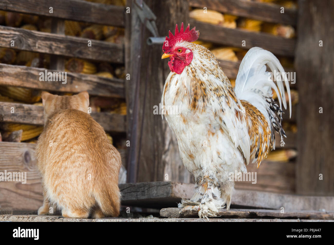 cat and rooster on the farm Stock Photo - Alamy