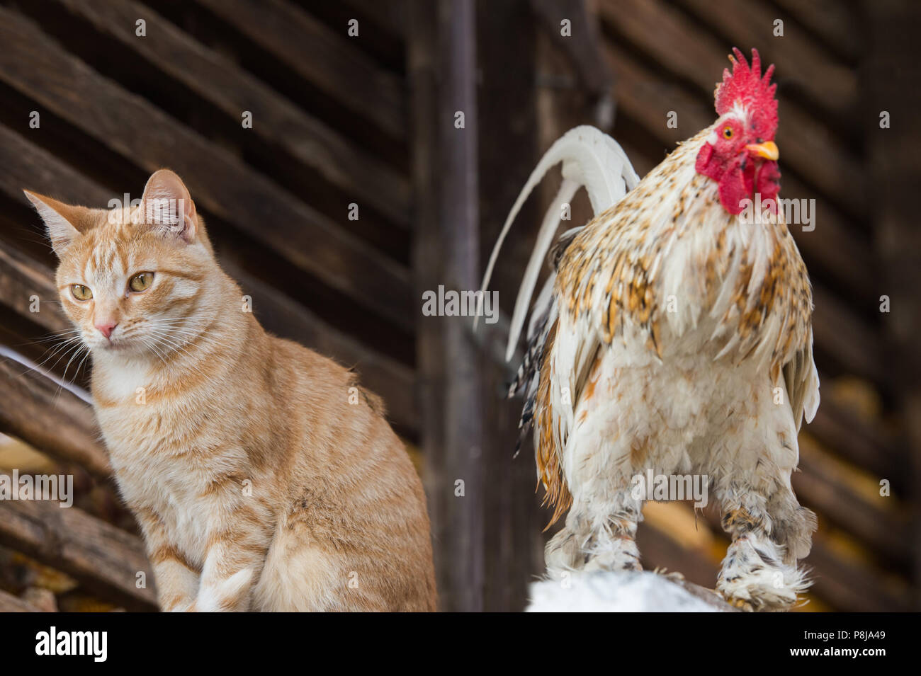 cat and rooster on the farm Stock Photo - Alamy