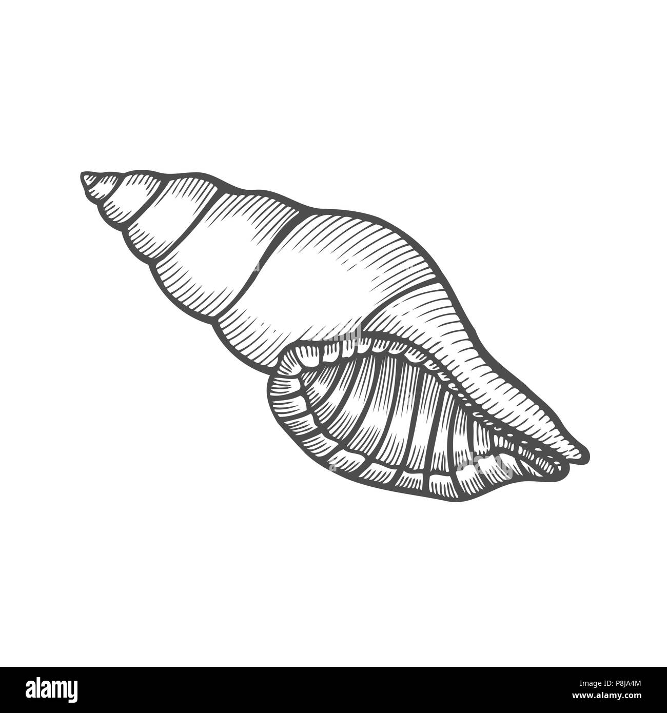 Seashell nautilus. Sea shell engraved vector illustration isolated on ... Seashell nautilus. Sea shell engraved vector illustration isolated on ...
