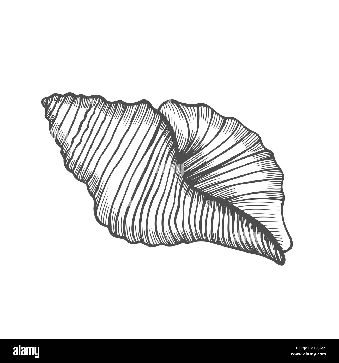Seashell nautilus. Sea shell engraved vector illustration isolated on ... Seashell nautilus. Sea shell engraved vector illustration isolated on ...