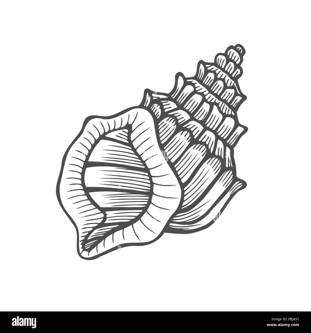 Indian ocean marine life Stock Vector Images - Alamy