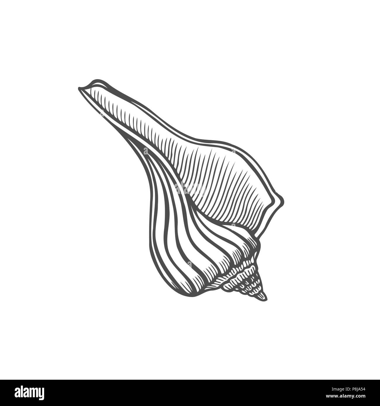 Seashell nautilus. Sea shell engraved vector illustration isolated on ... Seashell nautilus. Sea shell engraved vector illustration isolated on ...