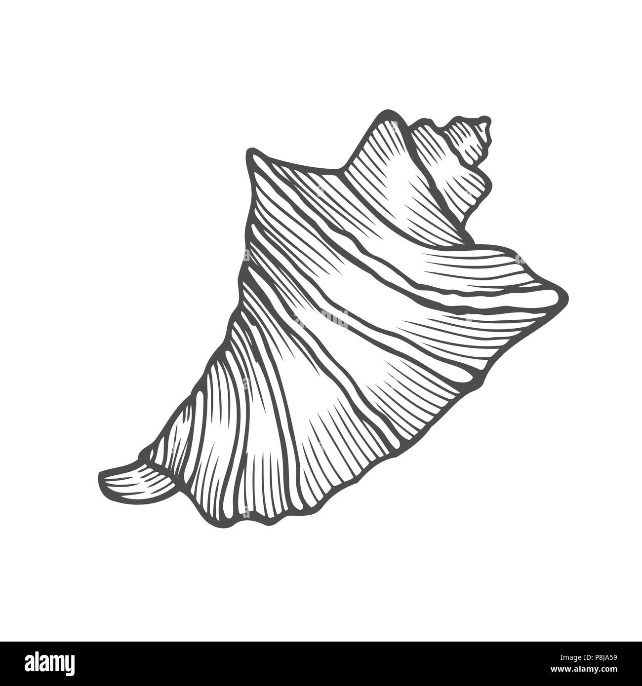 Seashell nautilus. Sea shell engraved vector illustration isolated on ...