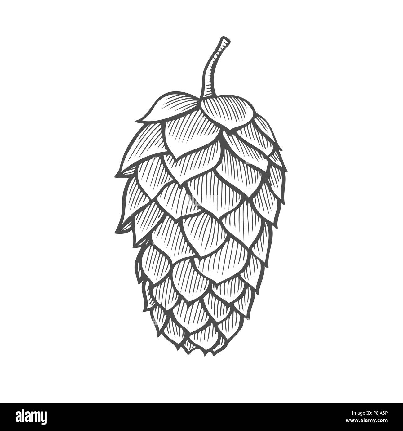Hand drawn vector illustration of hops. Isolated on white background ...