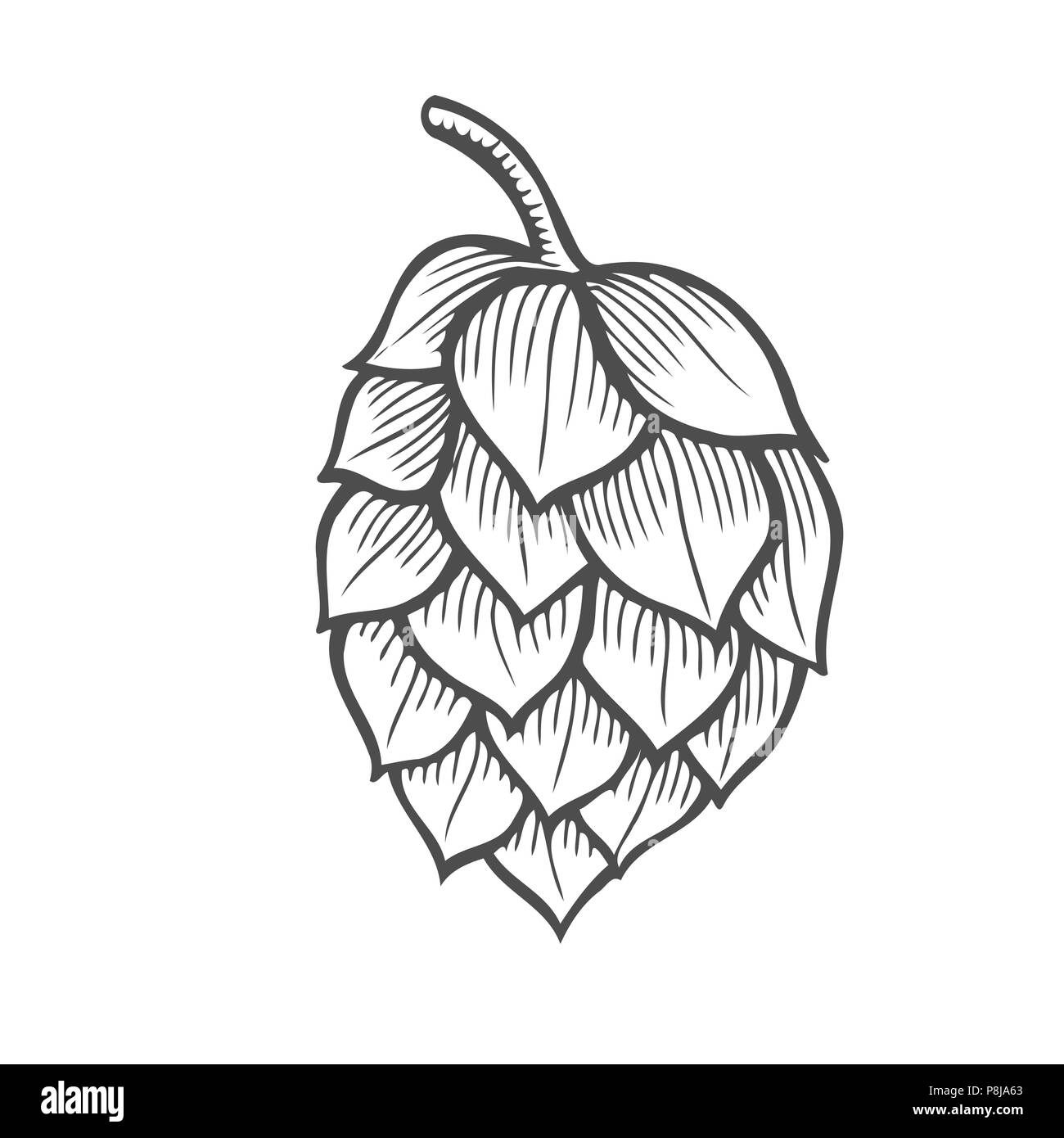 Hand drawn vector illustration of hops. Isolated on white background ...