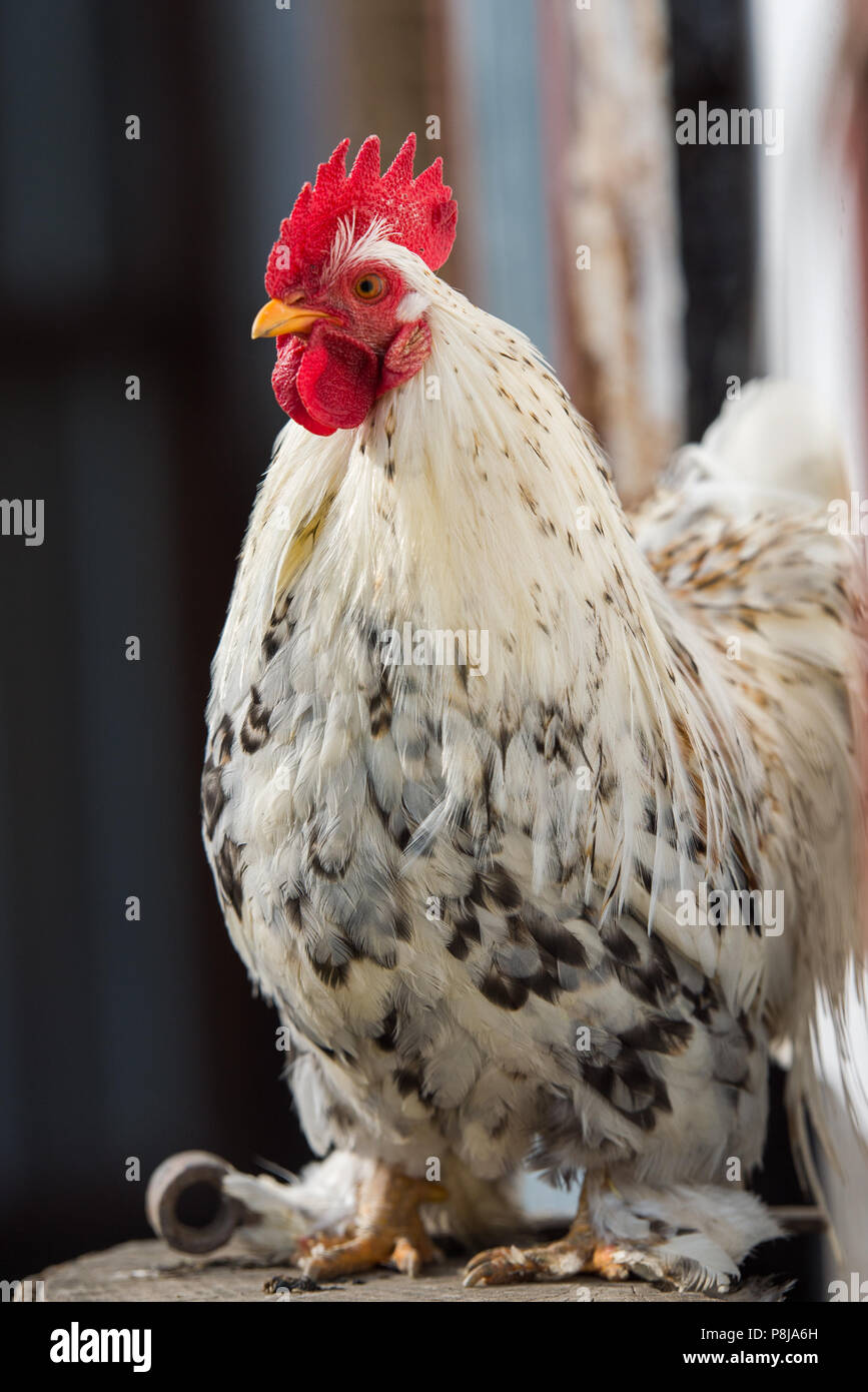 singing rooster in the farm Stock Photo - Alamy