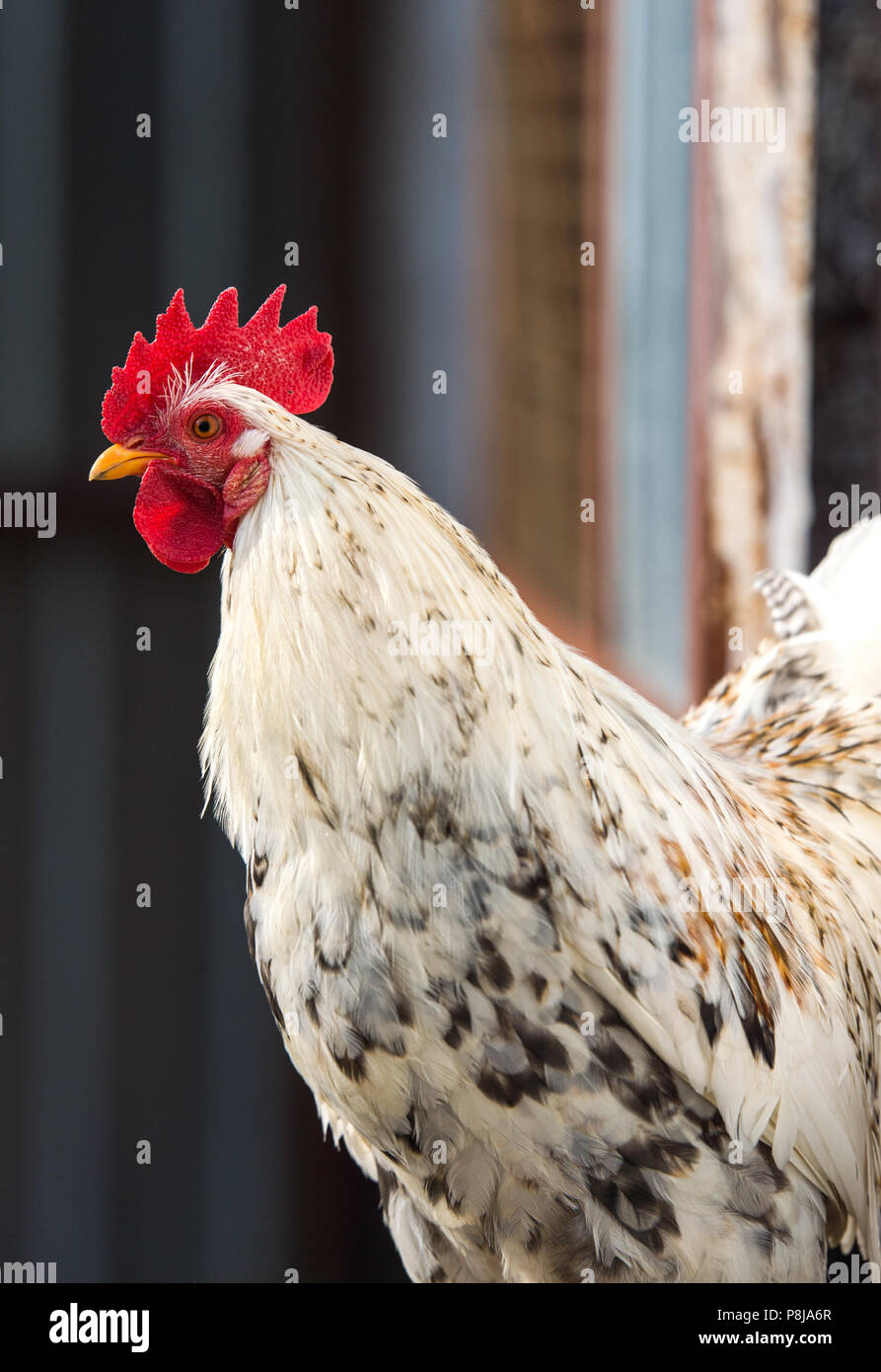 singing rooster in the farm Stock Photo - Alamy