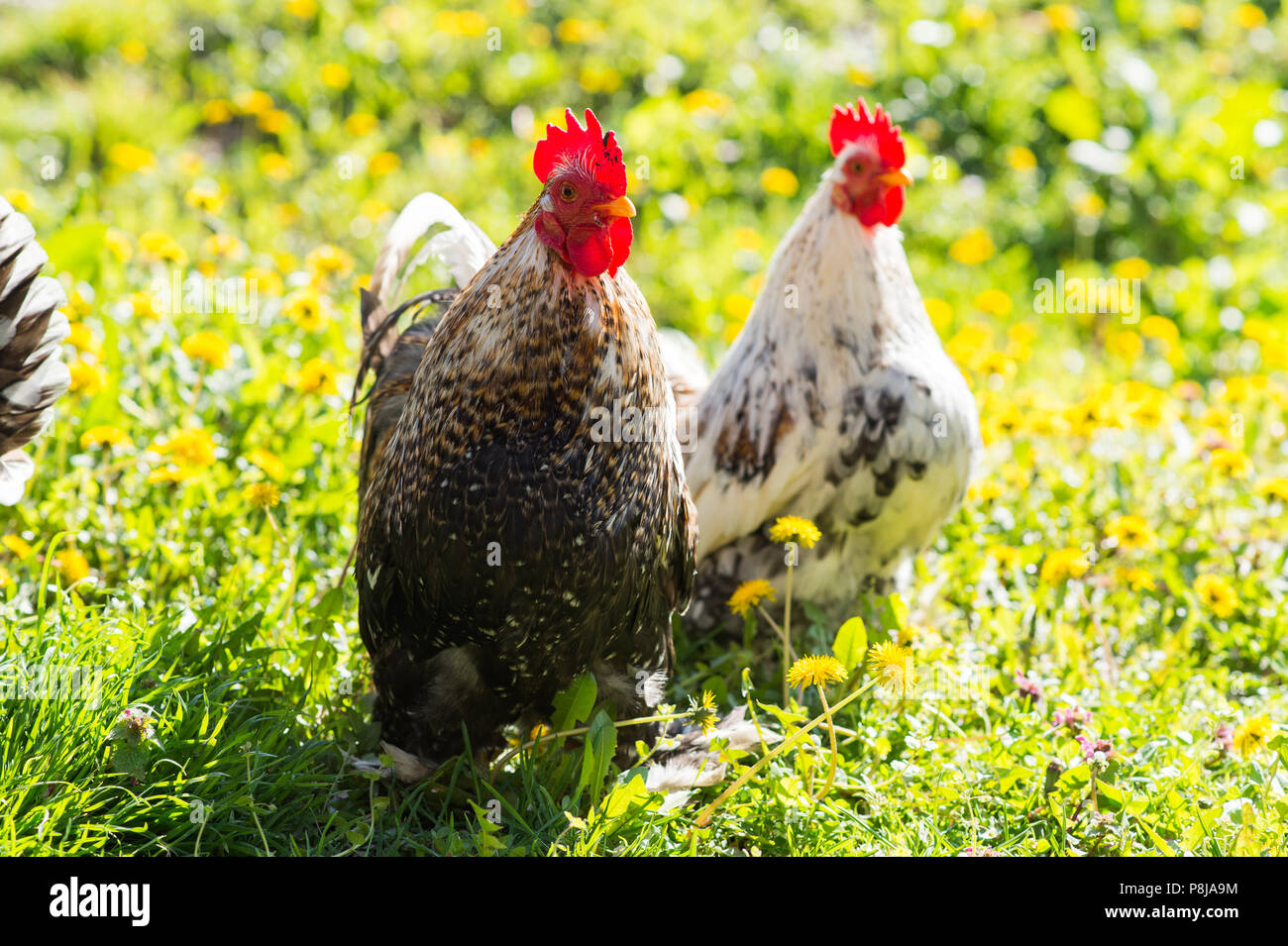 Rooster and hen on meadow Stock Photo - Alamy