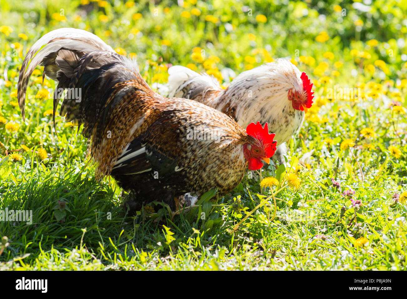Rooster and hen on meadow Stock Photo - Alamy