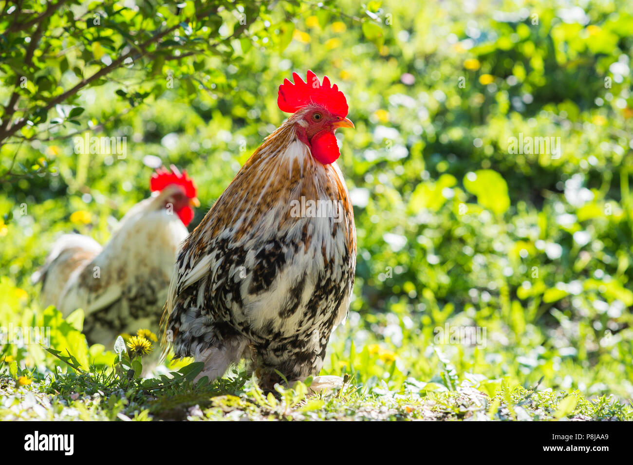 Rooster and hen on meadow Stock Photo - Alamy