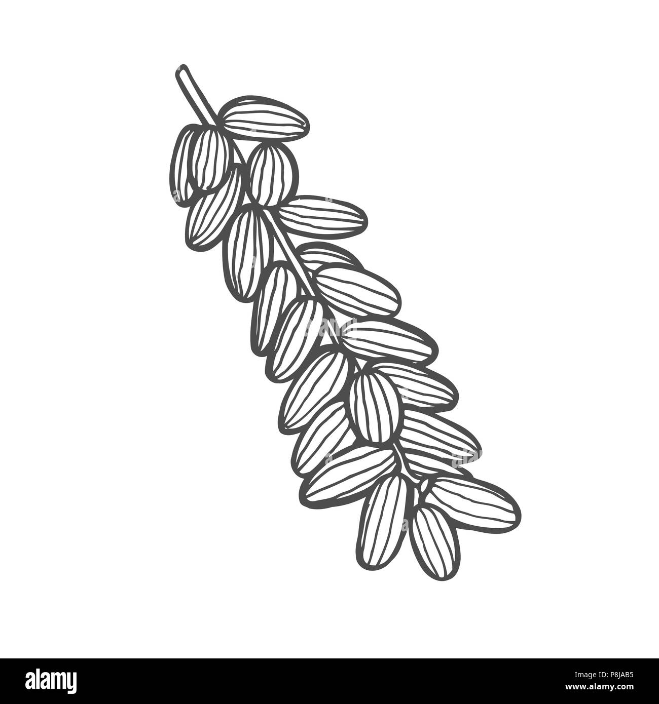 Background with date fruit branch, date fruits and leaves. Vector hand ...