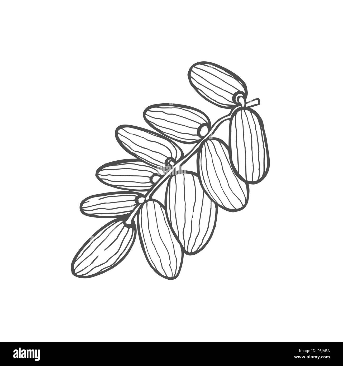 Background with date fruit branch, date fruits and leaves. Vector hand ...