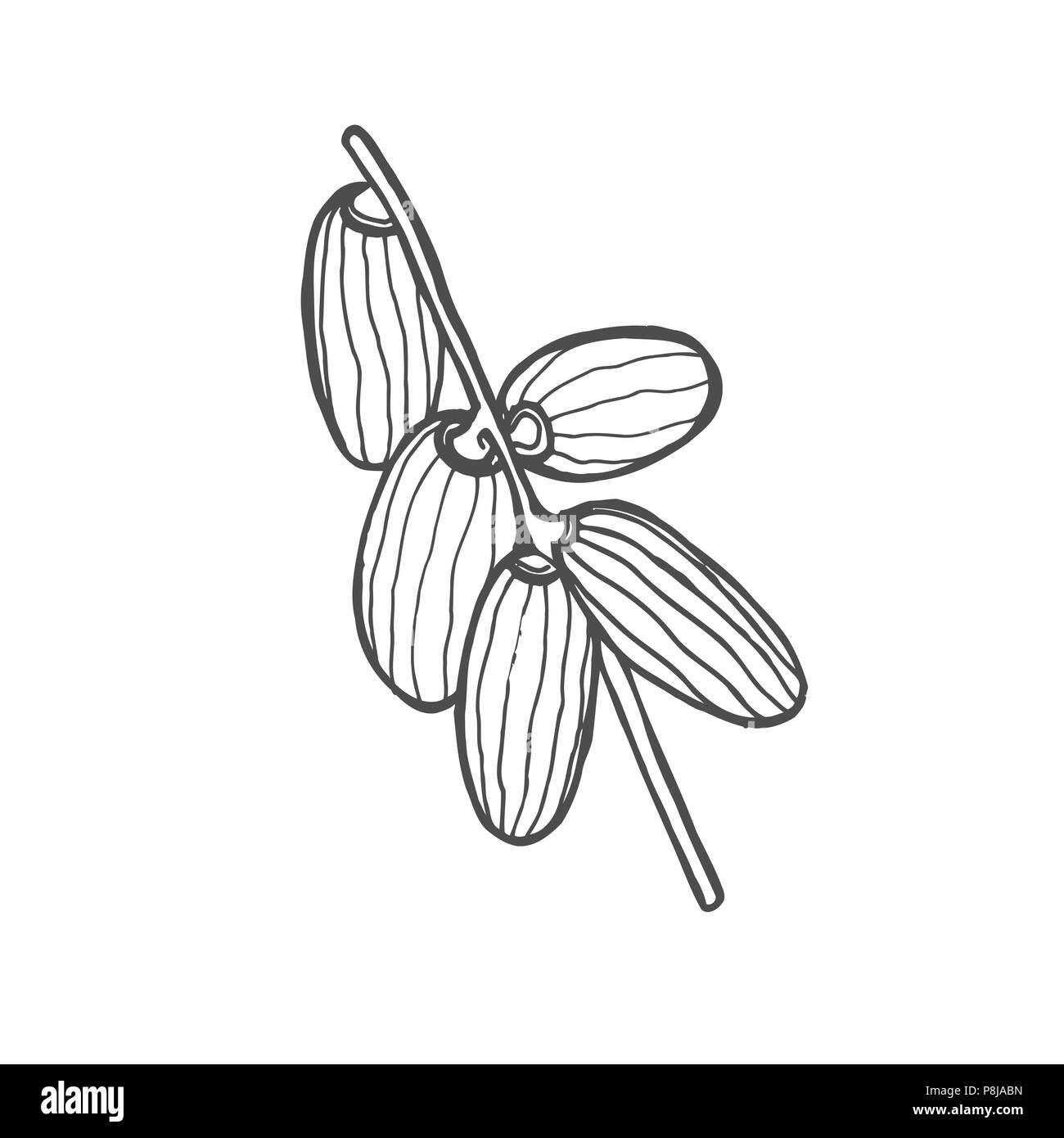 Background with date fruit branch, date fruits and leaves. Vector hand ...