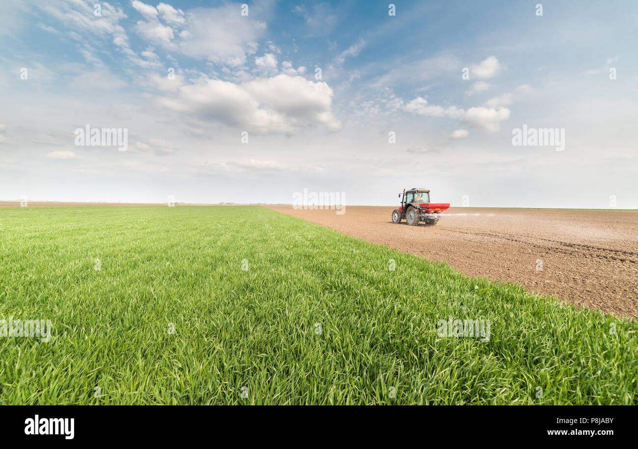tractor fertilizing in wheat field Stock Photo - Alamy