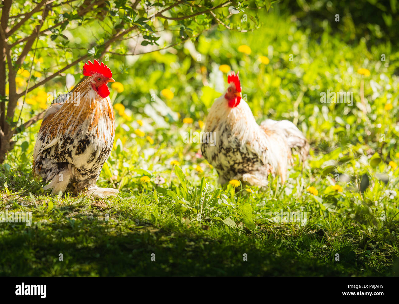 Rooster and hen on meadow Stock Photo - Alamy