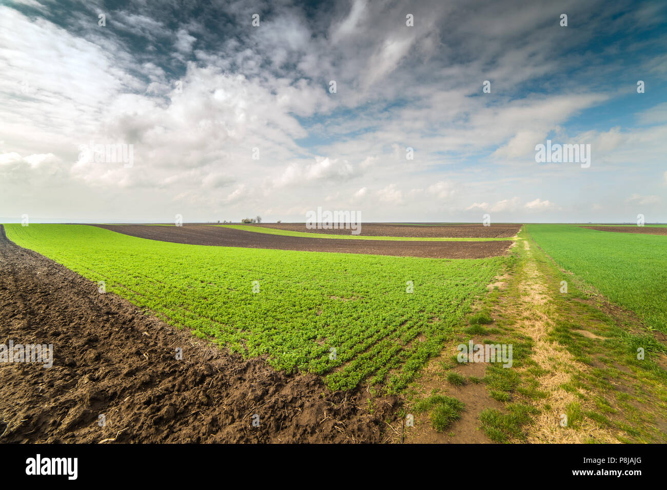 Young wheat field in spring Stock Photo - Alamy